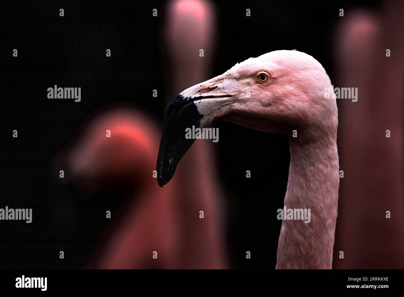 Black flamingo hi-res stock photography and images - Alamy
