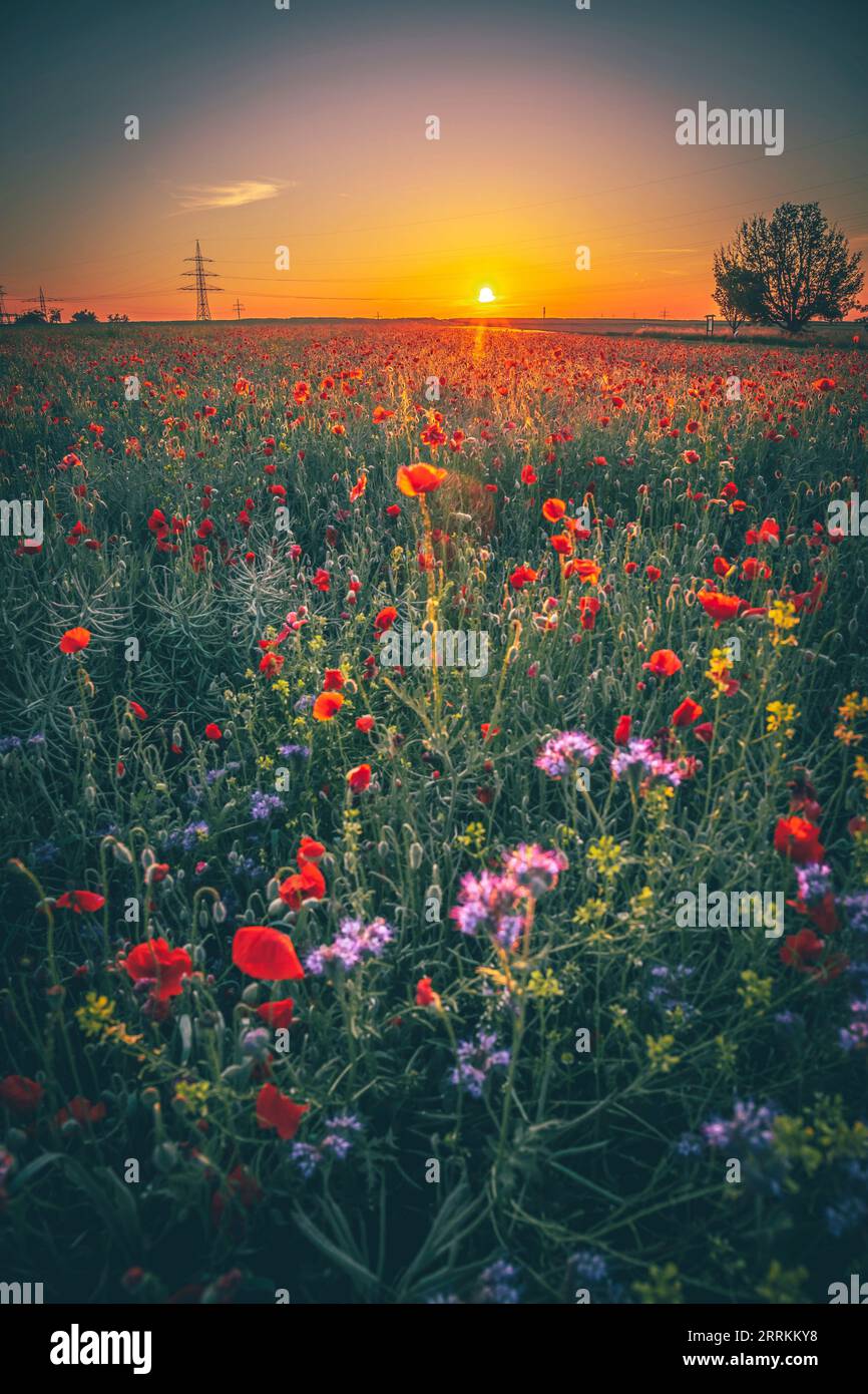 Sunrise insects hi-res stock photography and images - Alamy