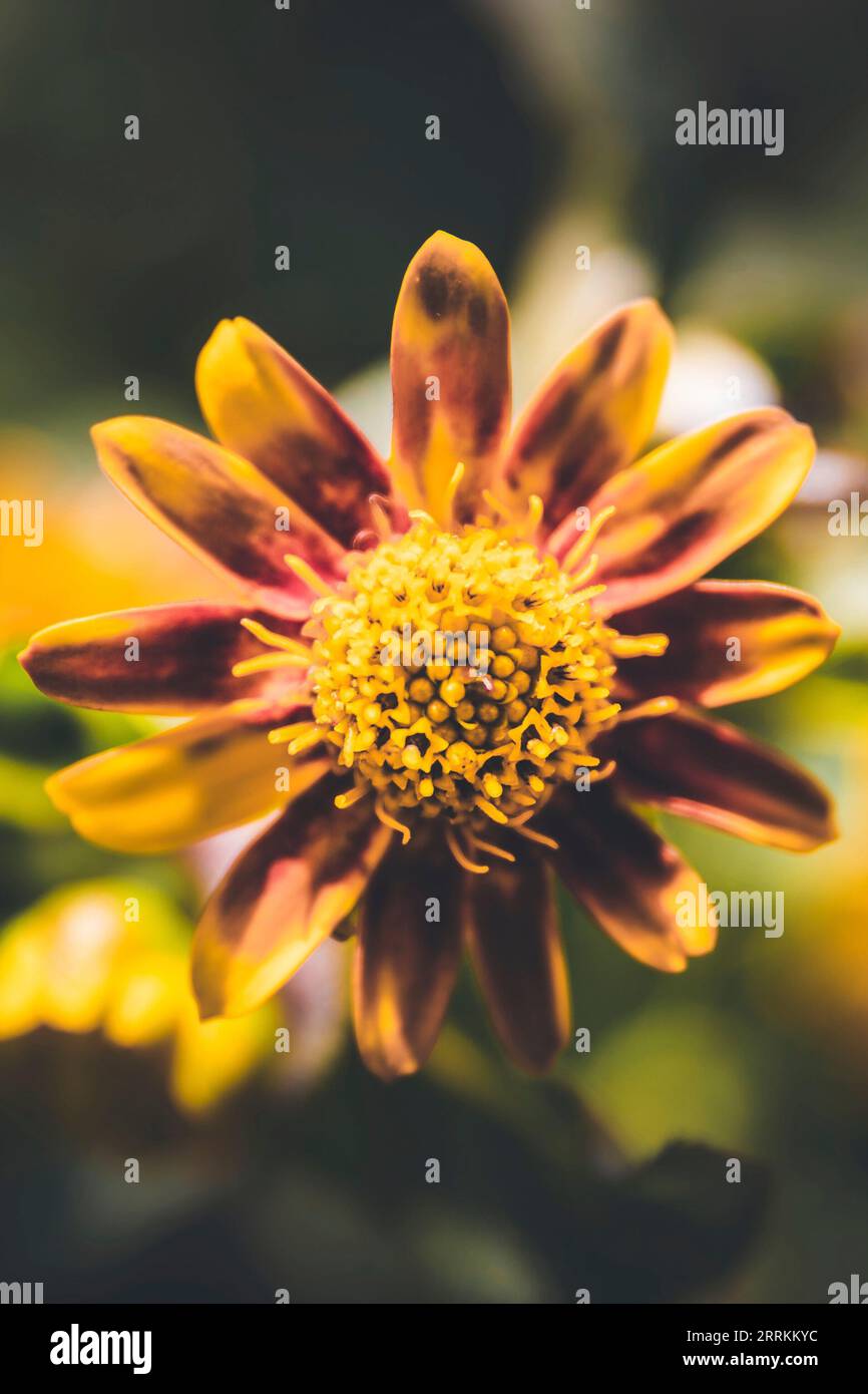 Focal point flower hi-res stock photography and images - Alamy
