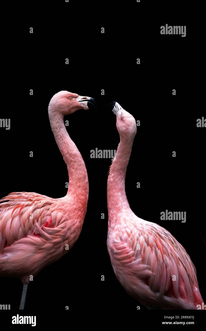 Pink flamingos hi-res stock photography and images - Alamy