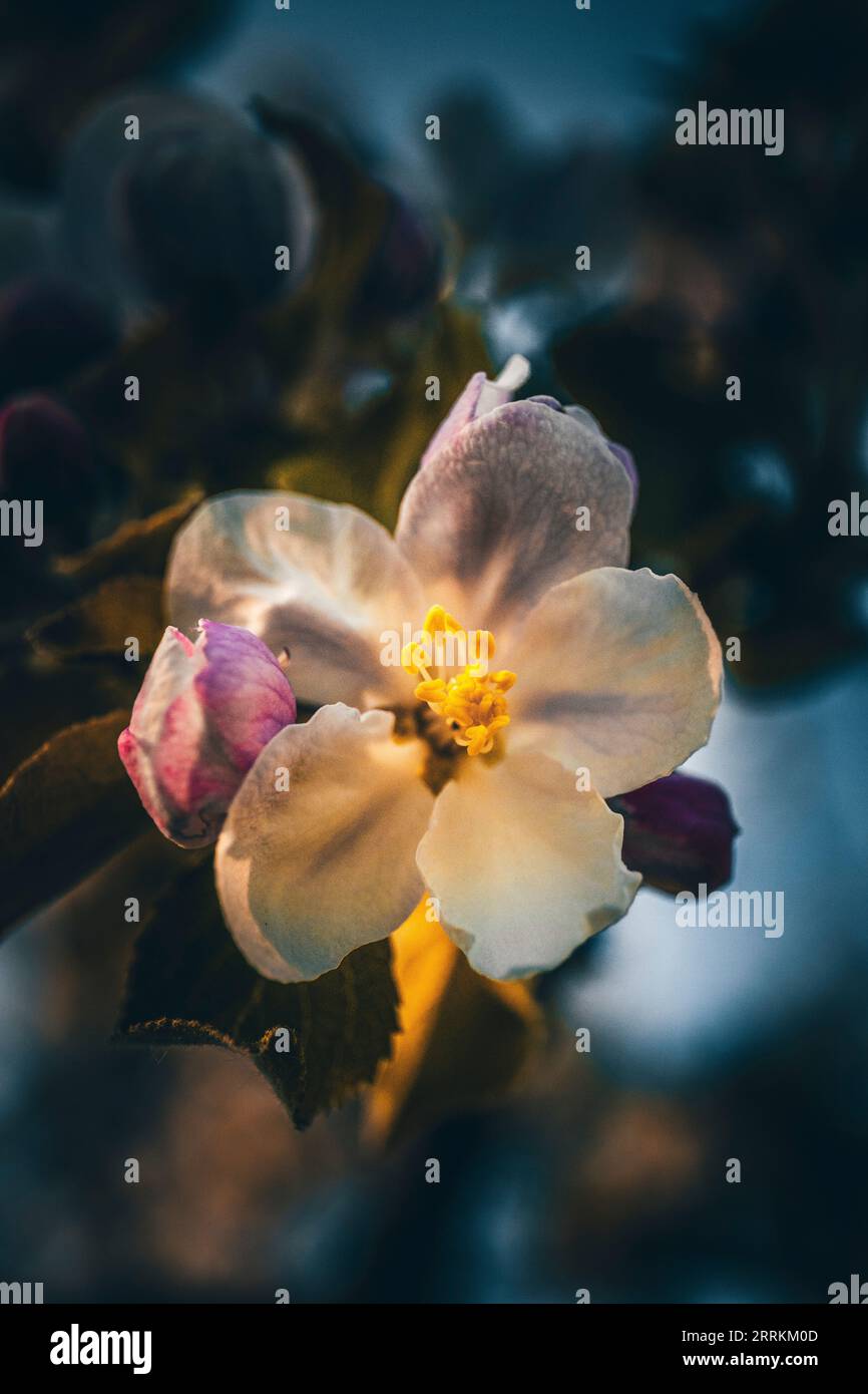 Focal point flower hi-res stock photography and images - Alamy