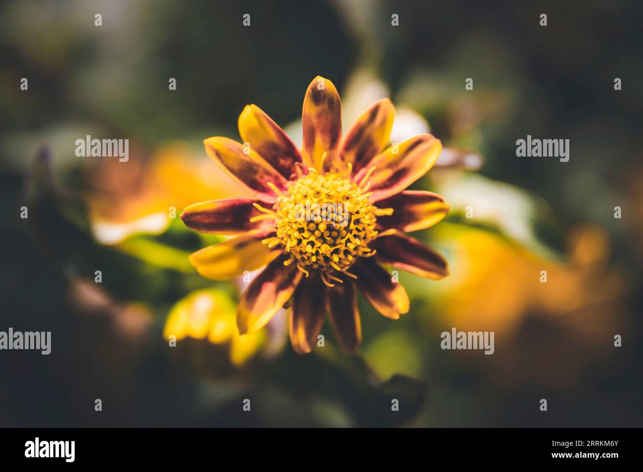 Sunrise insects hi-res stock photography and images - Alamy