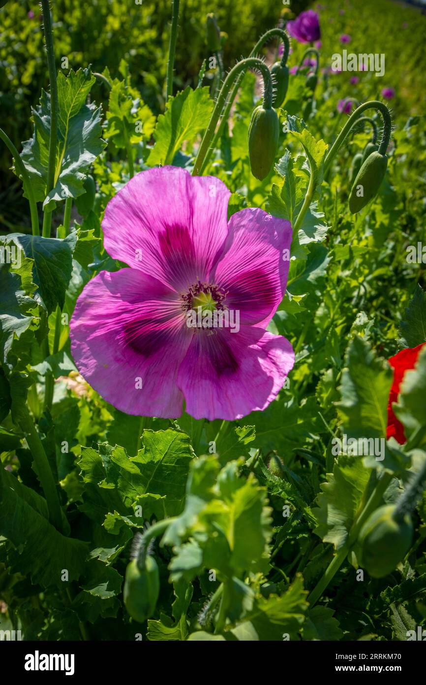 Pink poppy flower field, beautiful flower in sunshine Stock Photo - Alamy