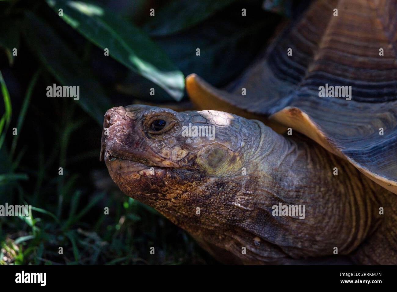 Focus head hi-res stock photography and images - Alamy