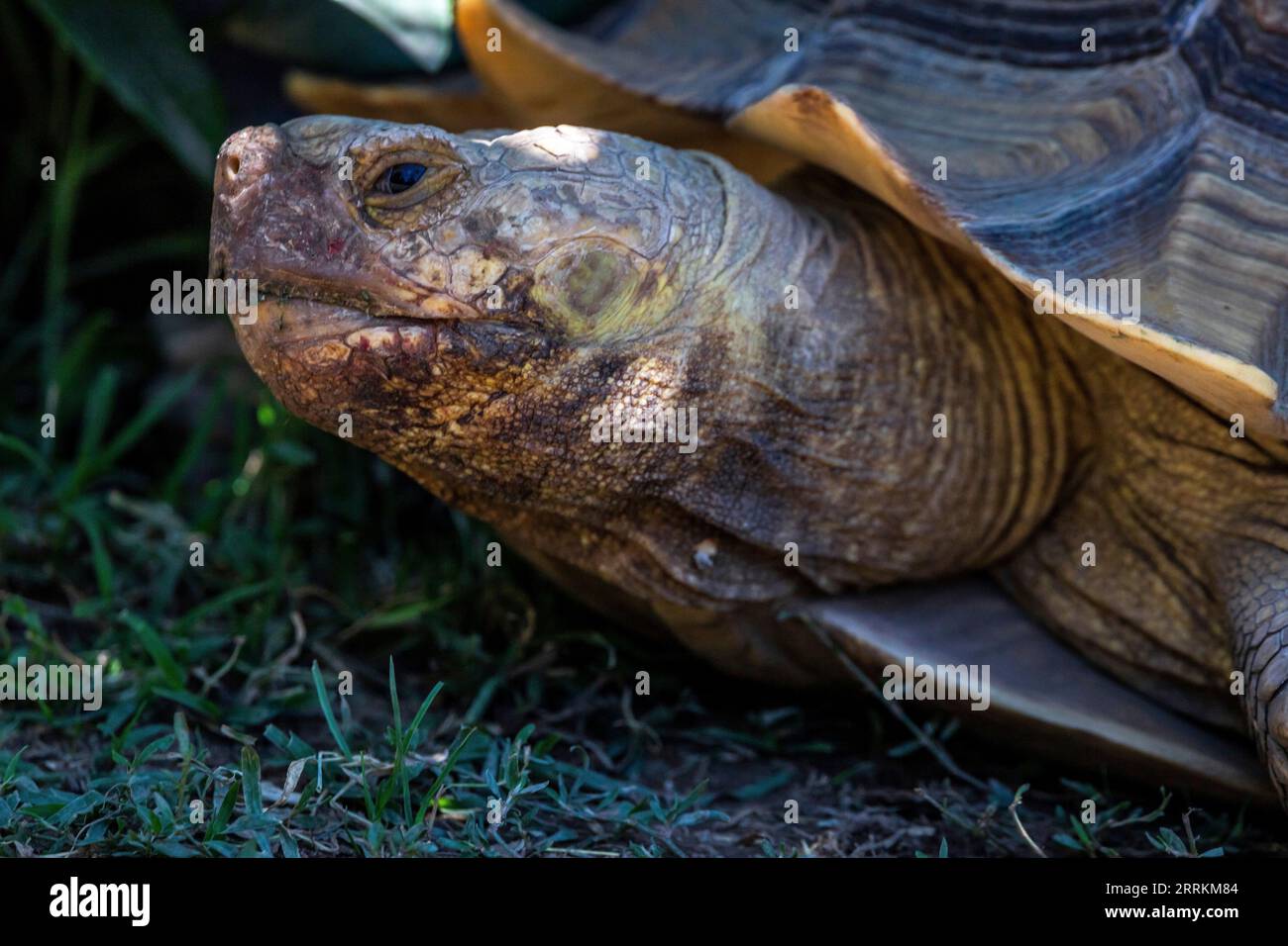 Turtle with head up hi-res stock photography and images - Alamy