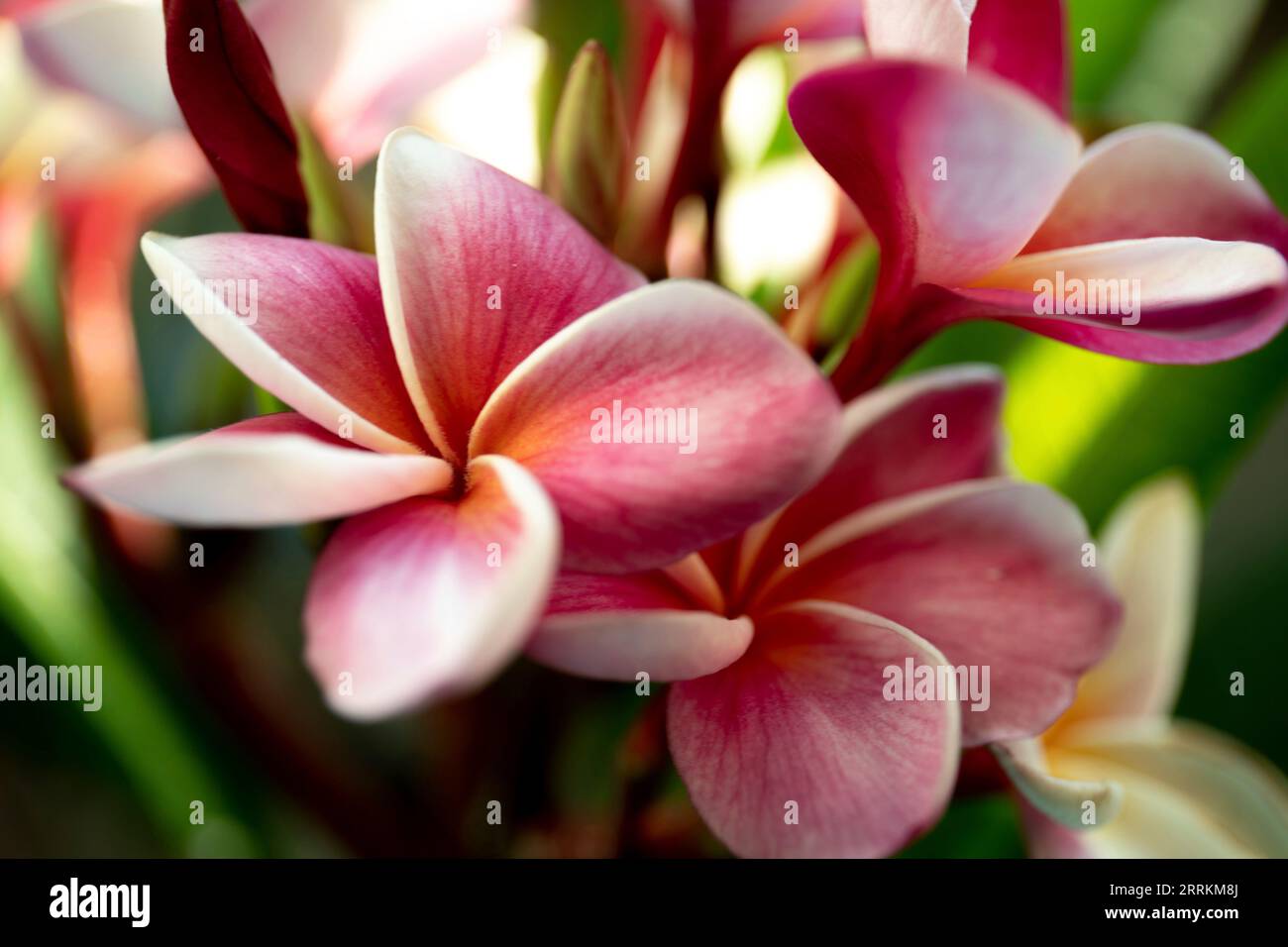 Plumeria flower hi-res stock photography and images - Alamy