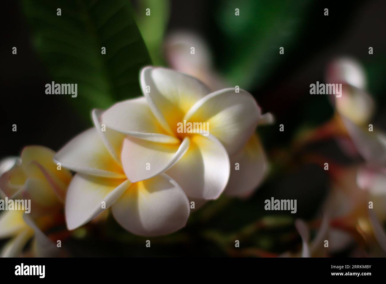 Beautiful white flower of a temple flower or frangipani (Plumeria Stock ...