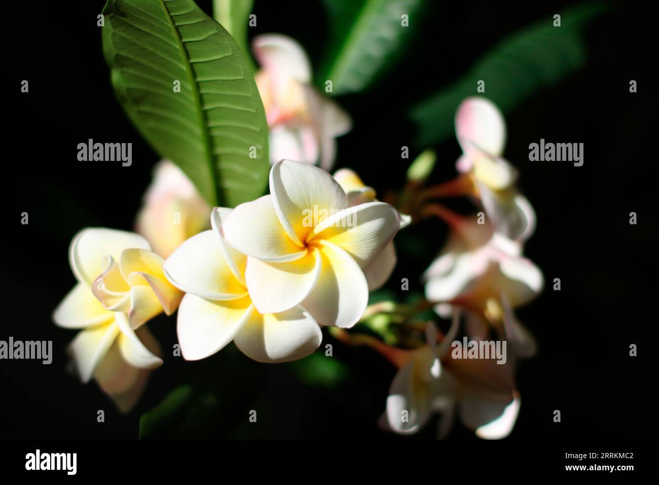 Temple flower hi-res stock photography and images - Alamy