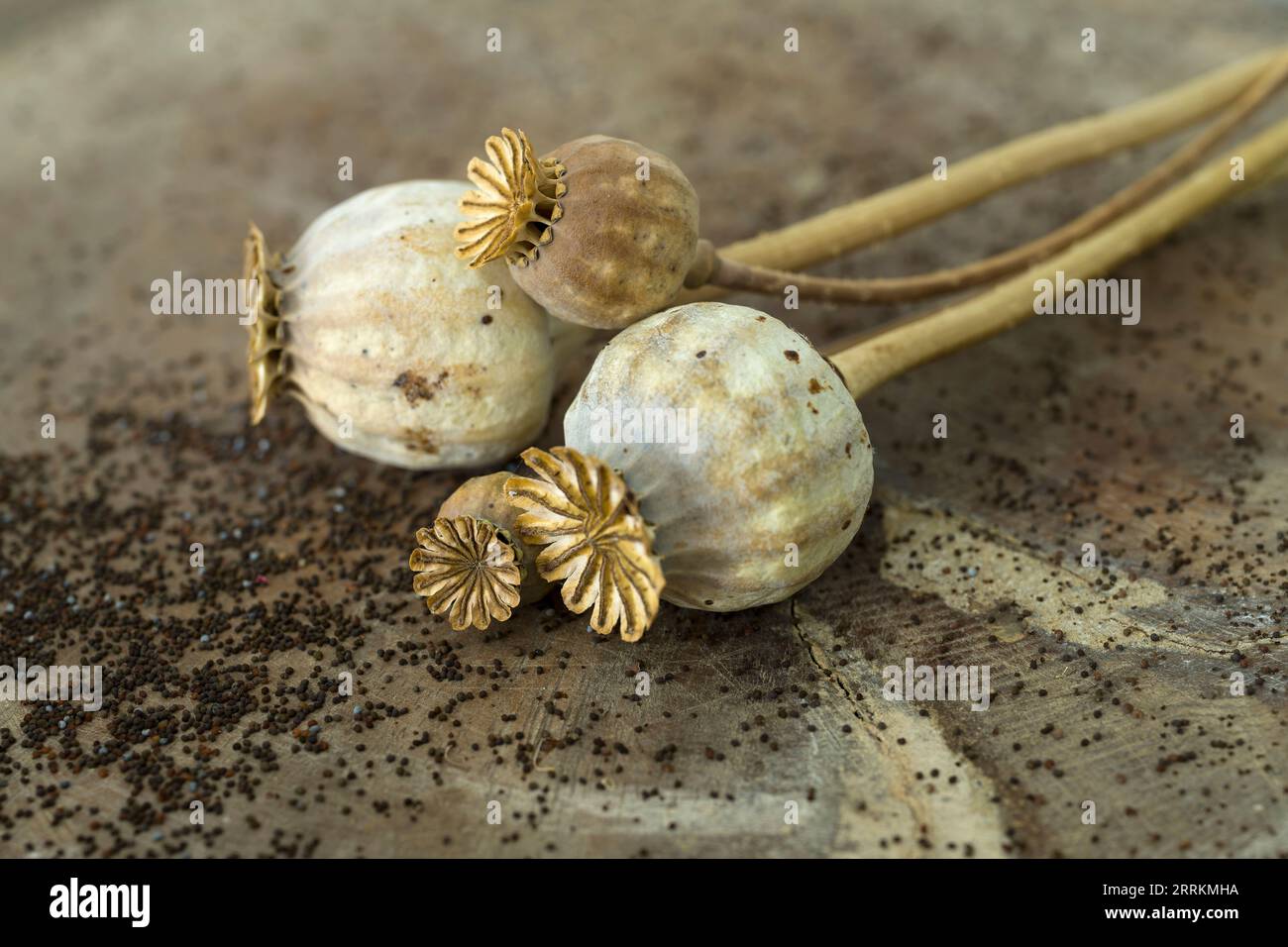 dried poppy capsules and seeds, close up of fruit capsules Stock Photo ...