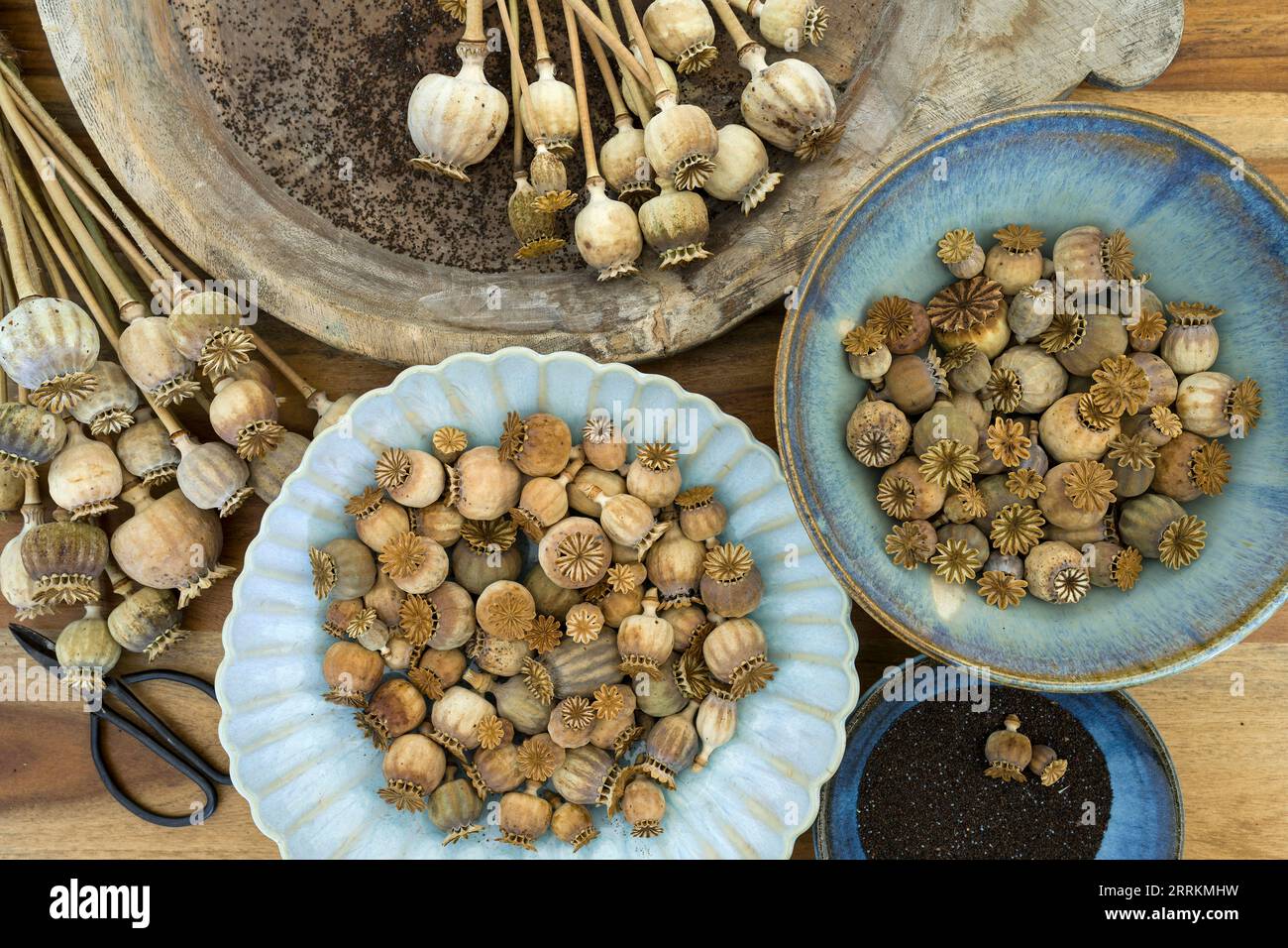 Poppy seed capsules hi-res stock photography and images - Alamy