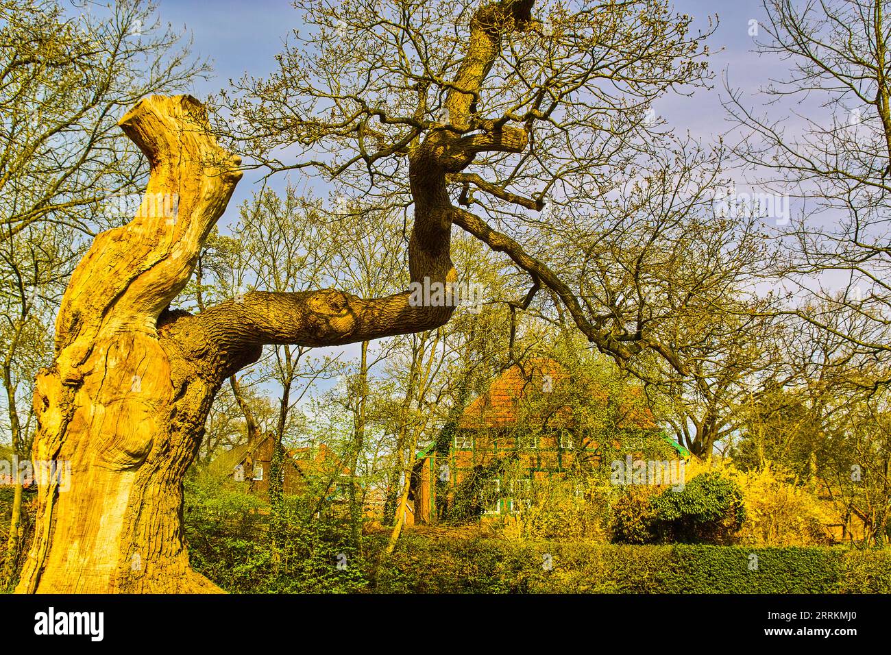 the thousand-year-old oak (Quercus) in the center of the village of ...