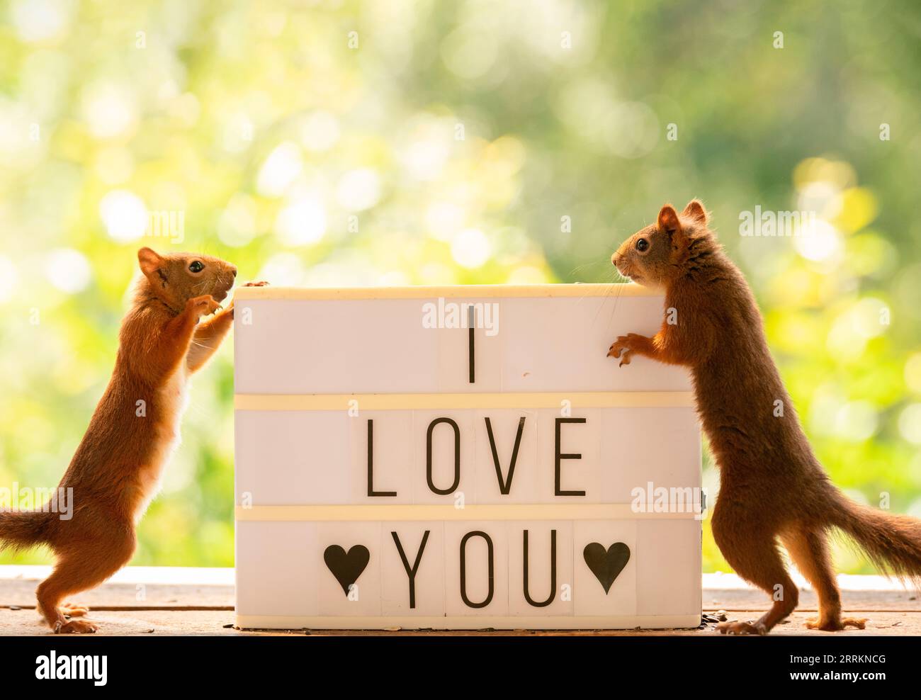 Squirrel I Love You