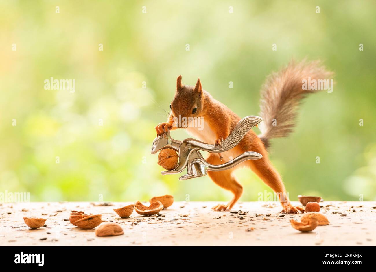 Squirrel holding nut hi-res stock photography and images - Alamy
