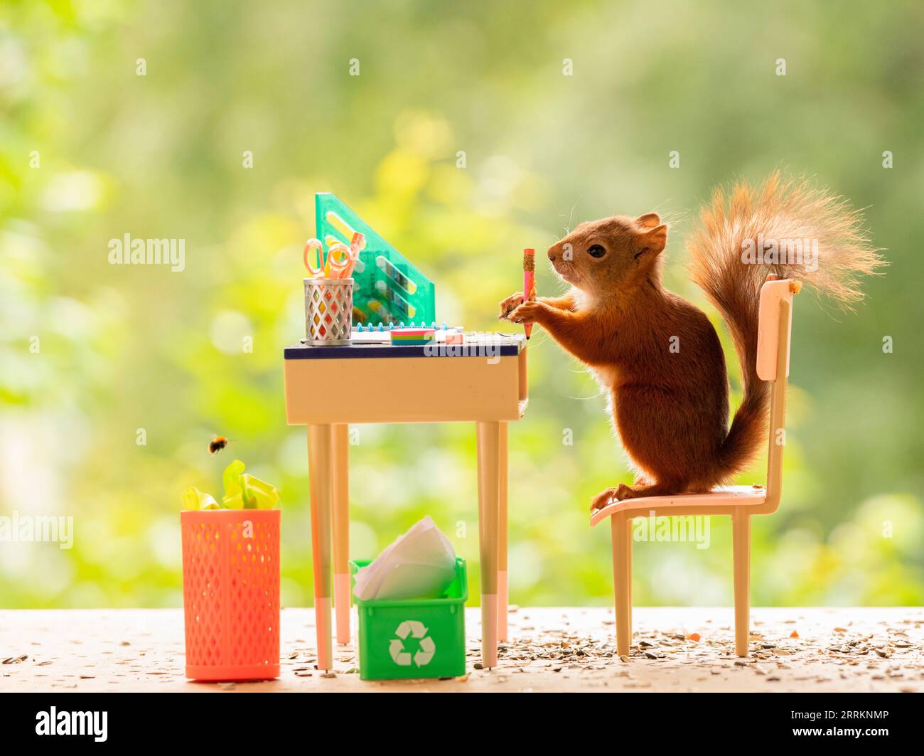 Student squirrel hi-res stock photography and images - Alamy