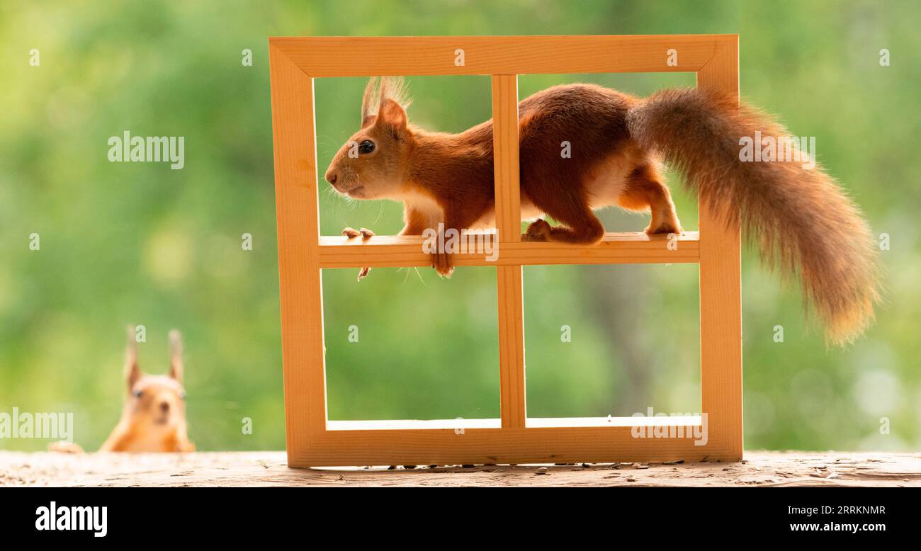 Red Squirrel in a window frame Stock Photo - Alamy
