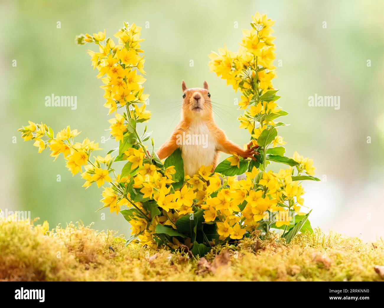 Red Squirrel with yellow loosestrife flowers Stock Photo - Alamy
