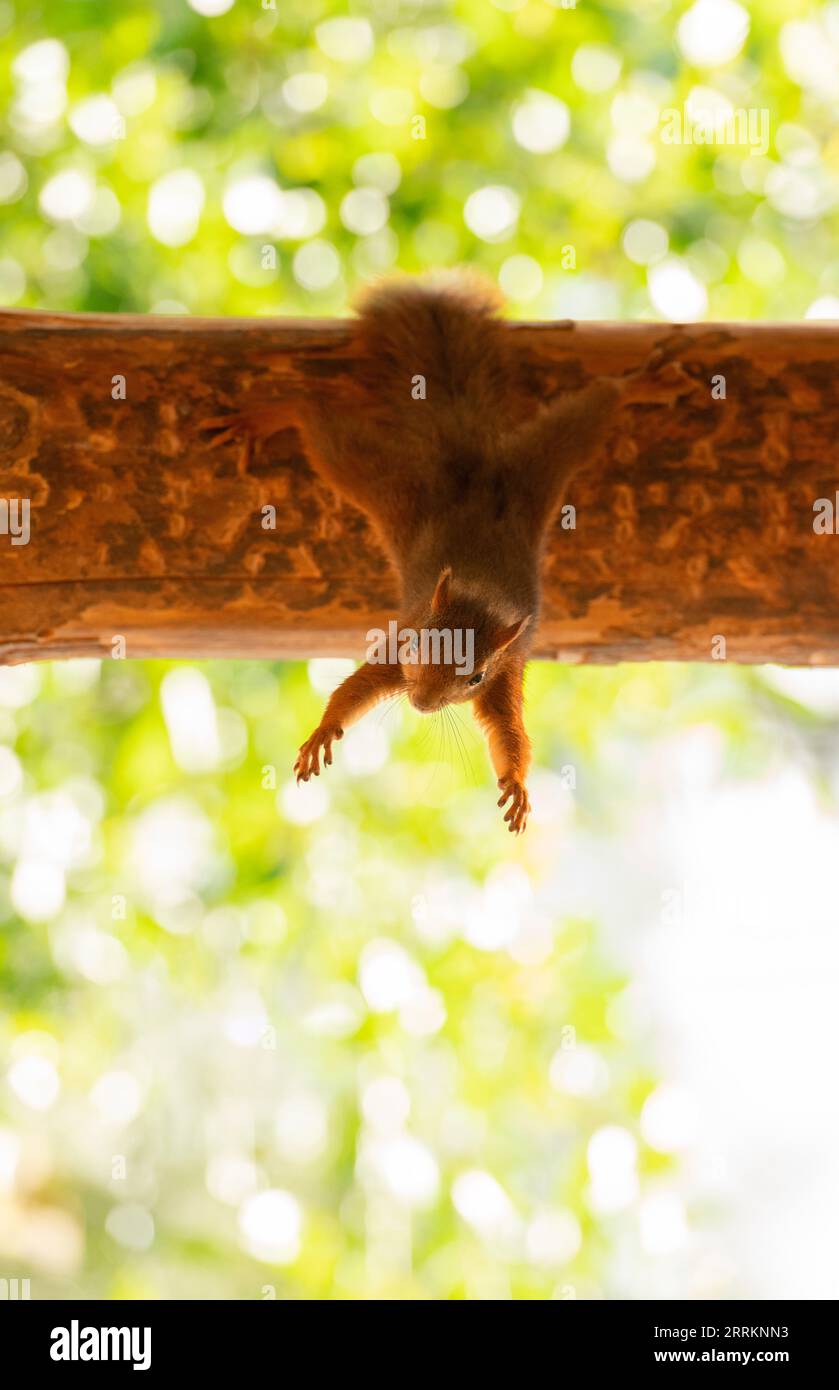 Red Squirrel reaching from a tree Stock Photo - Alamy