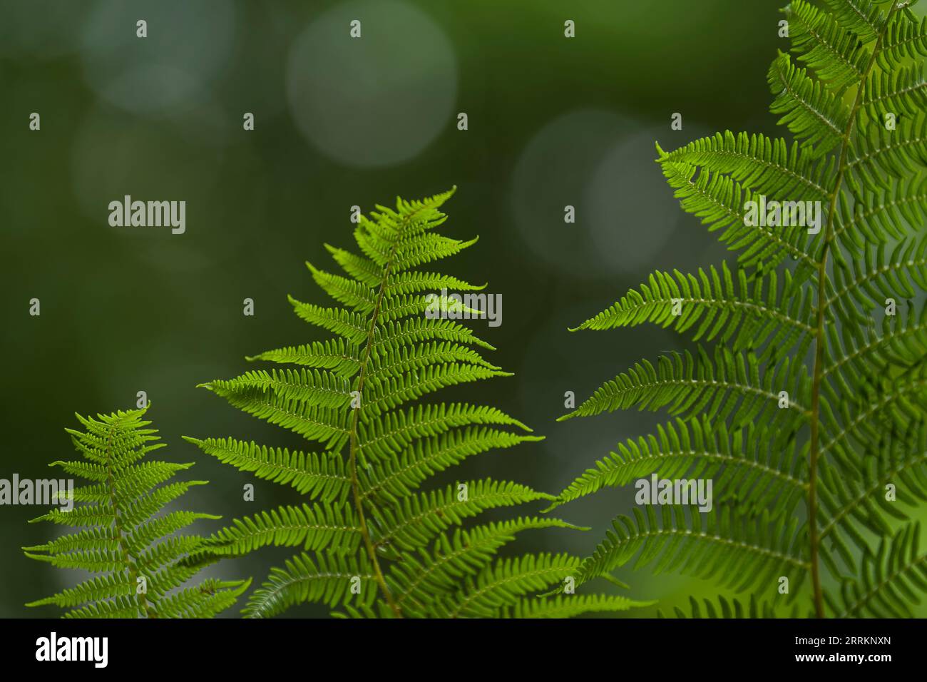 Leaflets of bracken fern (Pteridium aquilinum), close-up, Pfälzerwald ...