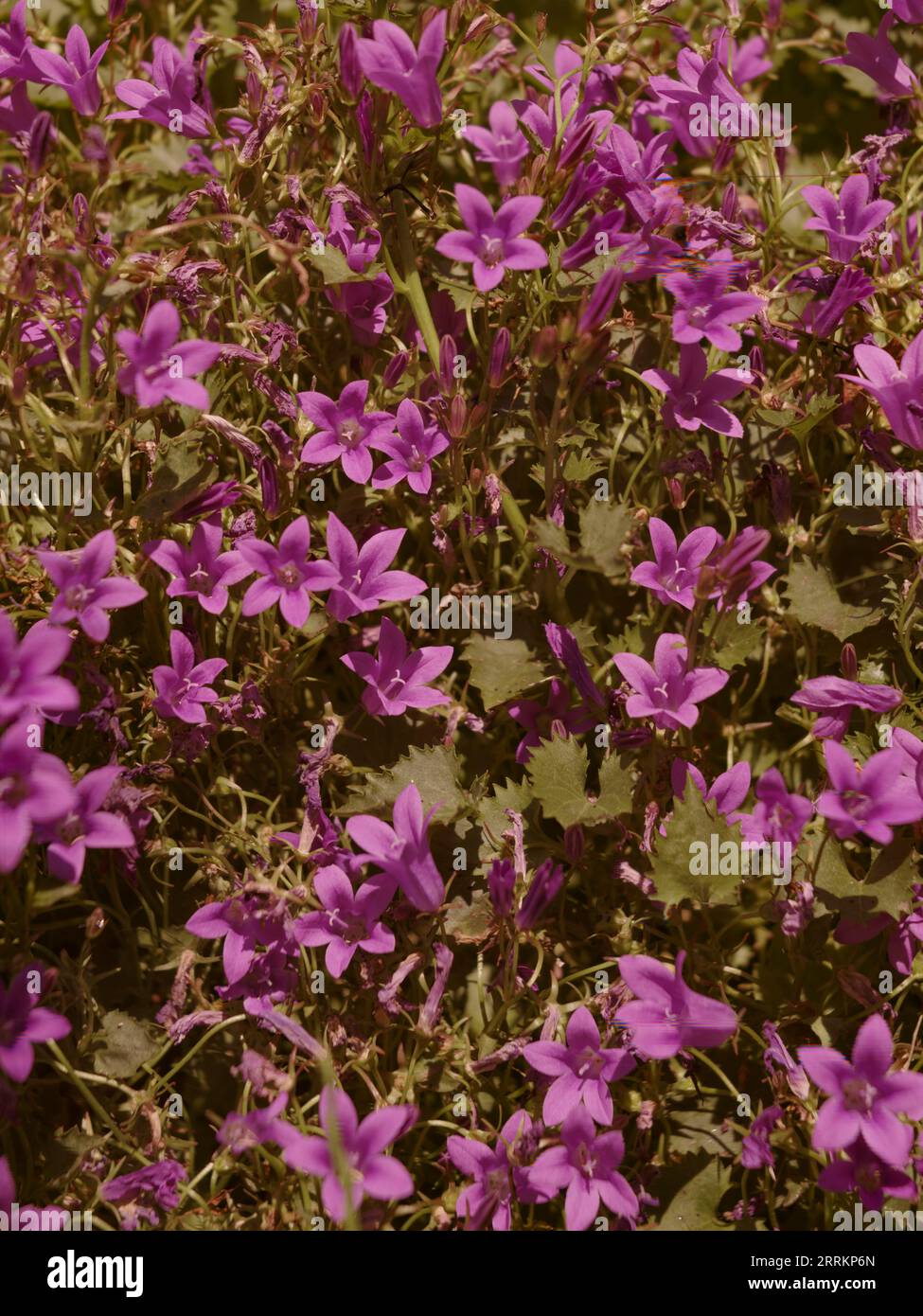 Ever popular Campanula portenschlagiana, wall bellflower. Natural close ...