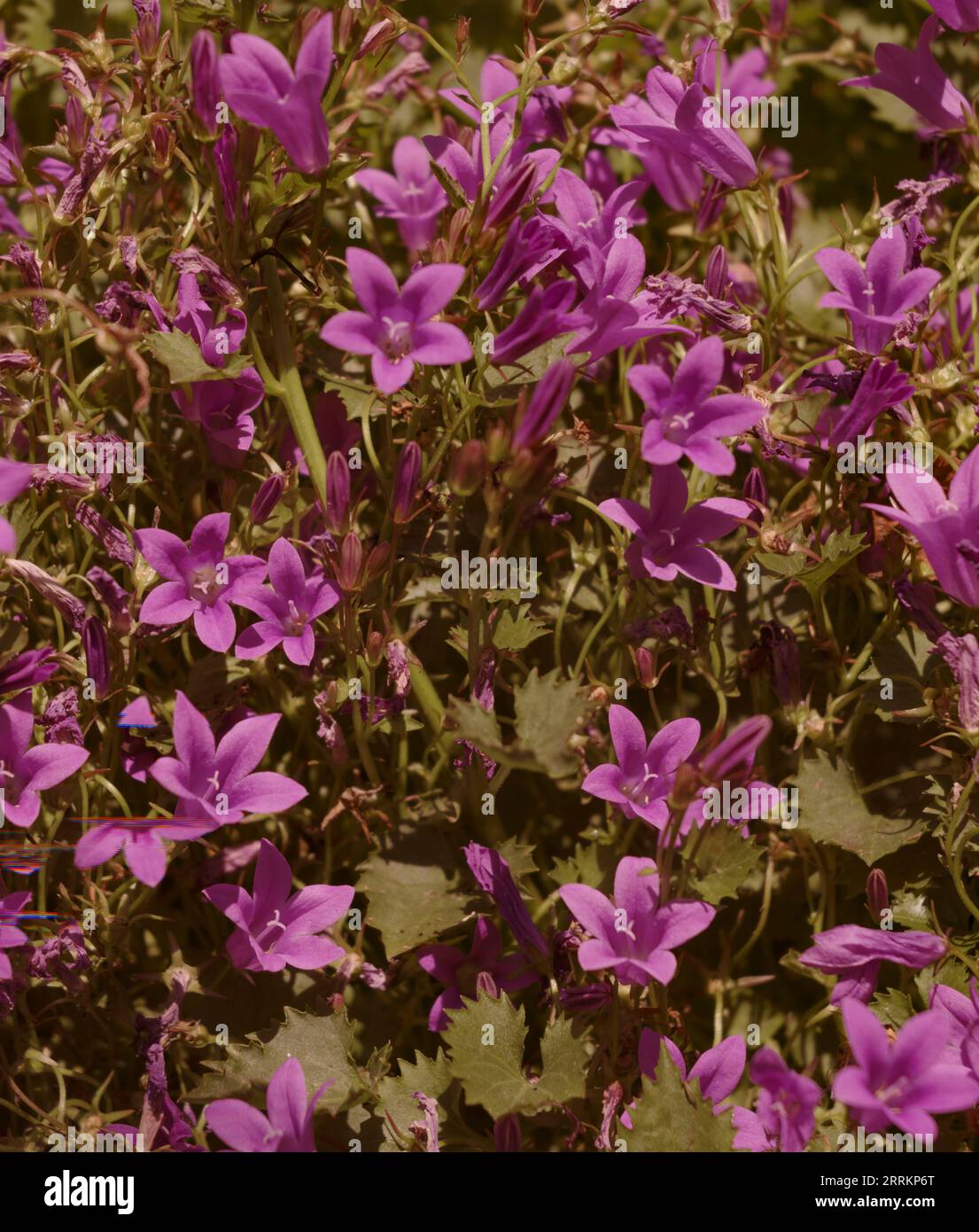 Ever popular Campanula portenschlagiana, wall bellflower. Natural close ...