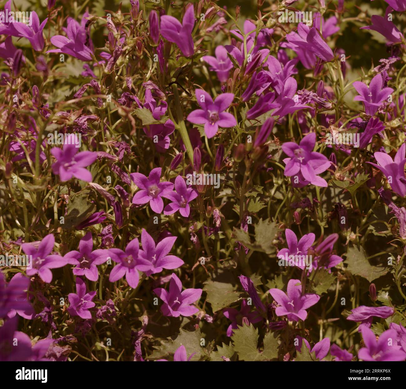 Ever popular Campanula portenschlagiana, wall bellflower. Natural close ...
