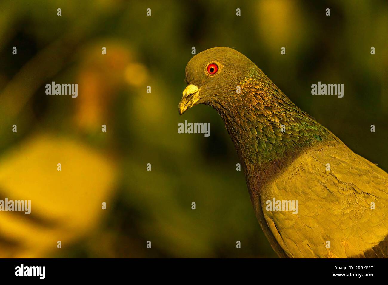 A Pigeon looking into camera Stock Photo - Alamy