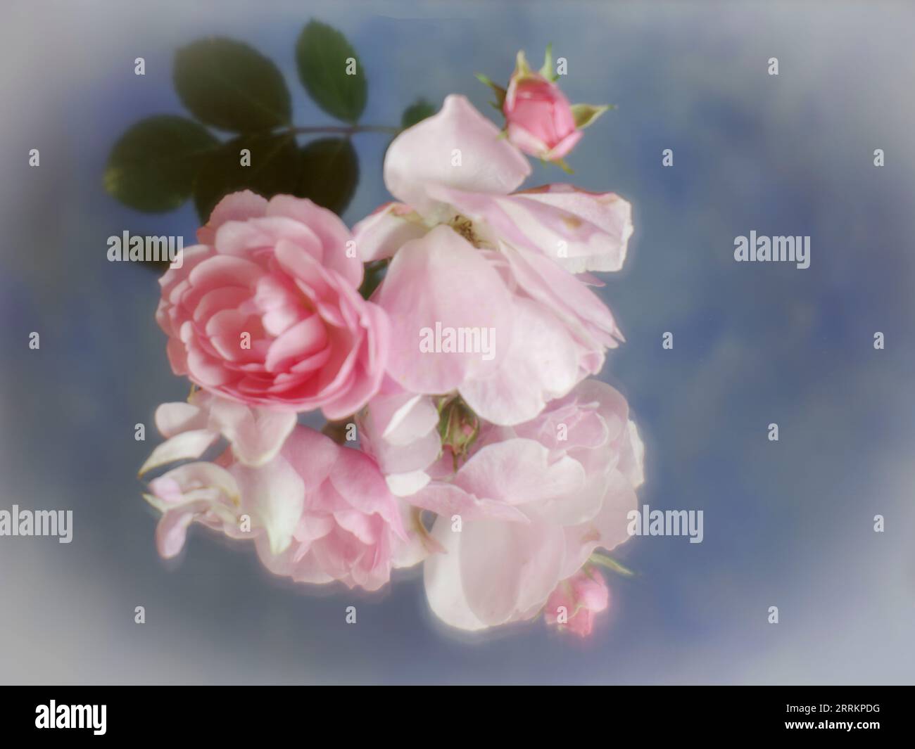 Close up symbolic soft focus flower portrait of romanticised pink roses ...