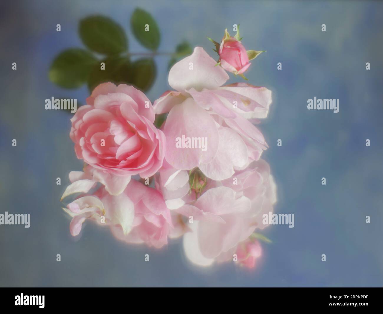 Close up symbolic soft focus flower portrait of romanticised pink roses ...
