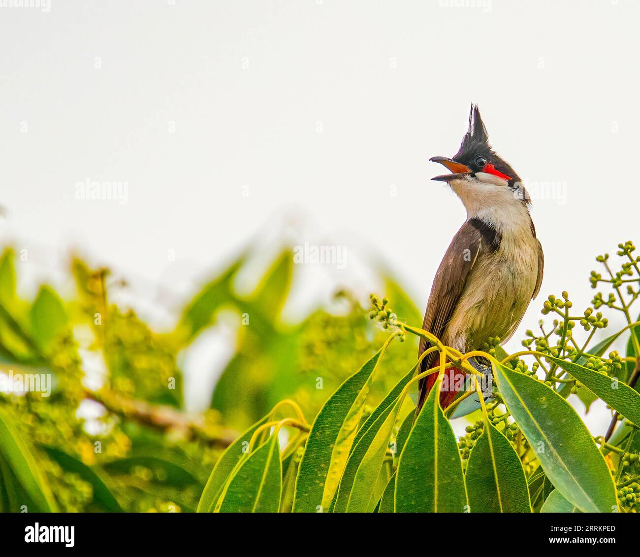 Great bulbul of india hi-res stock photography and images - Alamy