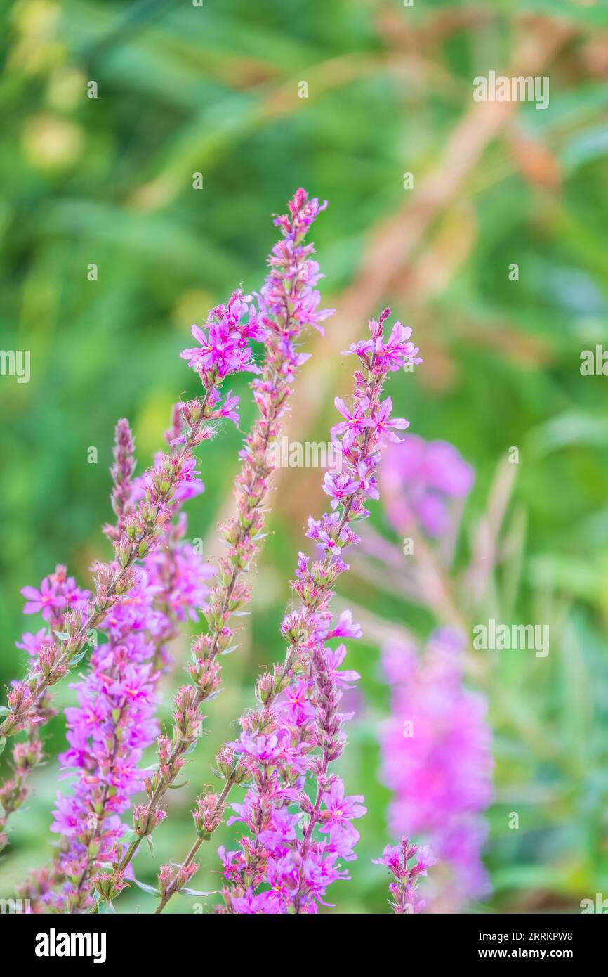 Summer Flowering Purple Loosestrife, Lythrum tomentosum or spiked ...