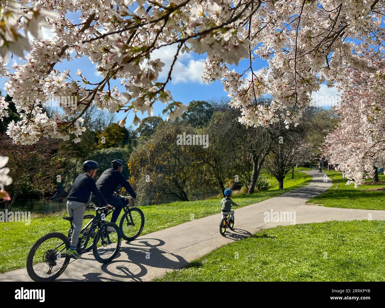 Cherry trees christchurch new zealand hi-res stock photography and ...