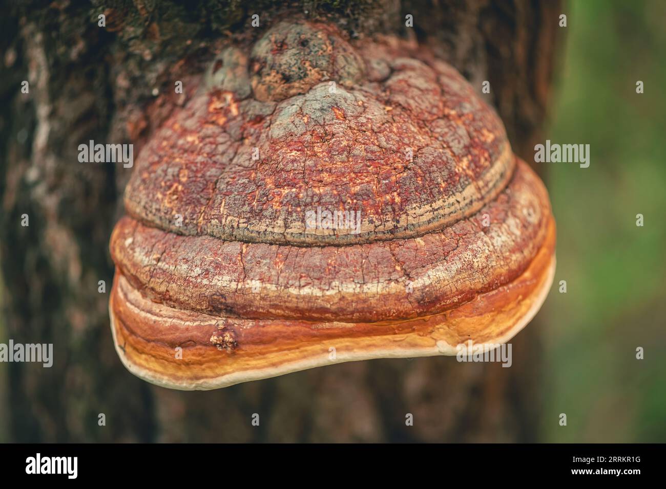 Fomitopsis pinicola on a tree Stock Photo - Alamy