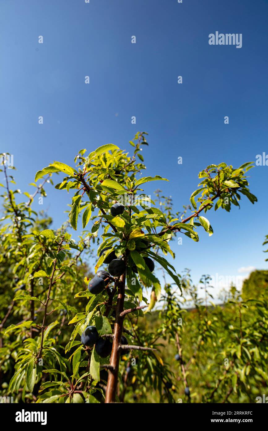 Small wild Damson (Prunus insititia) shrub in a blue sky landscape ...