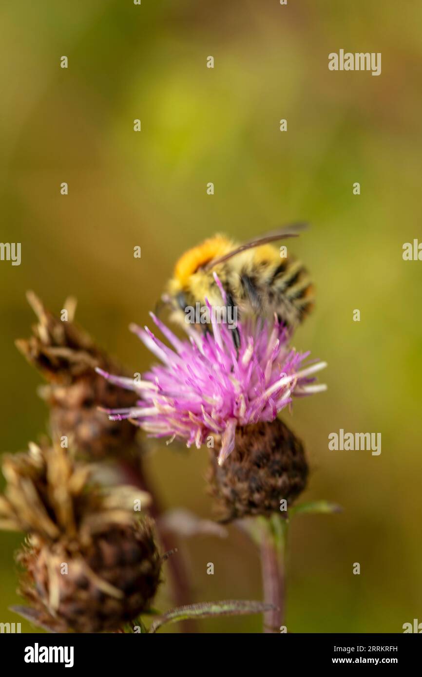 Natural close up wildlife representation of Bee on thistle-like flower ...
