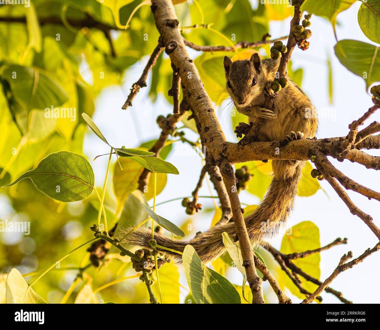 Squirrel looking down from tree hi-res stock photography and images - Alamy