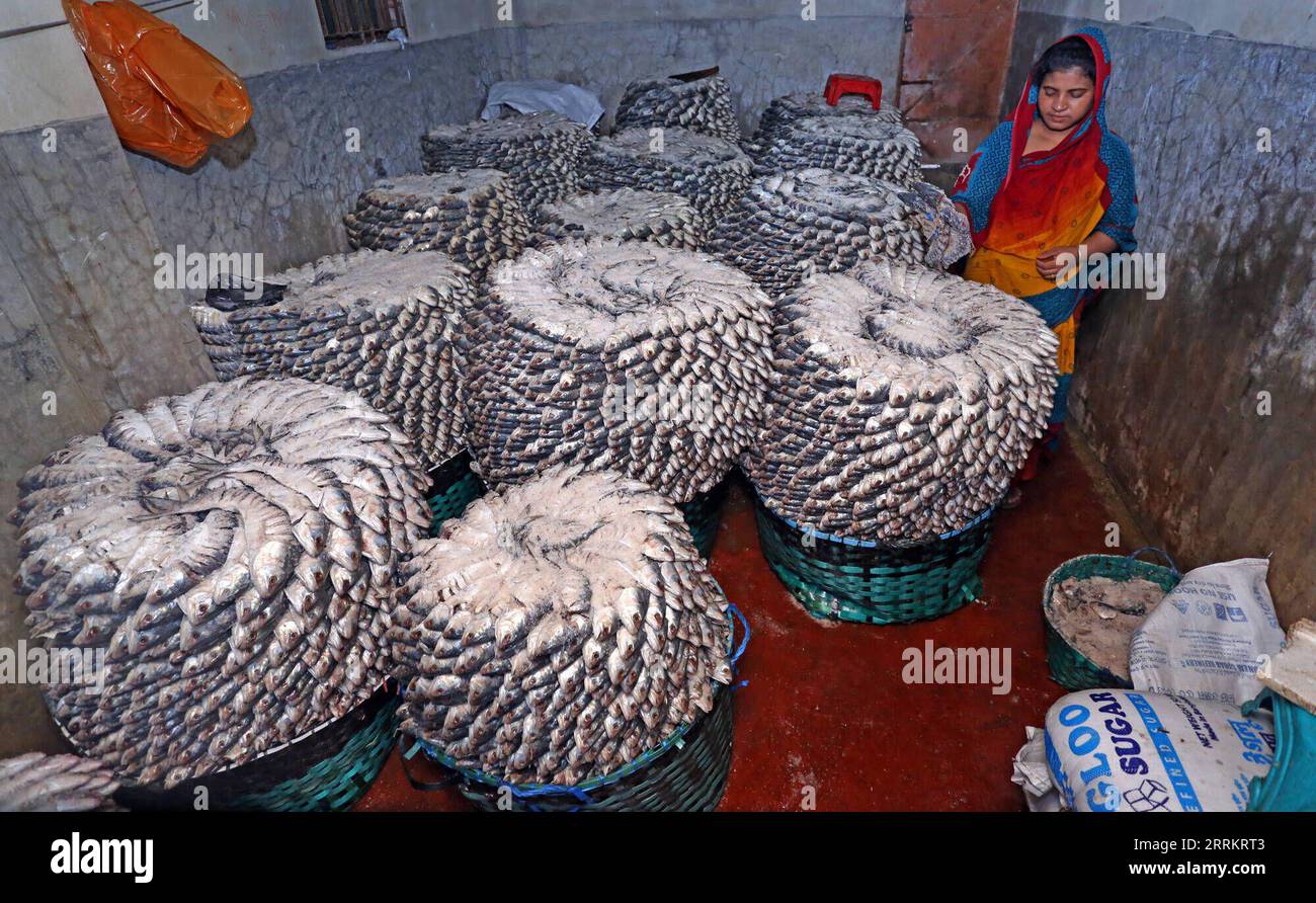 220918 -- CHATTOGRAM, Sept. 18, 2022 -- A woman processes Hilsa fish ...