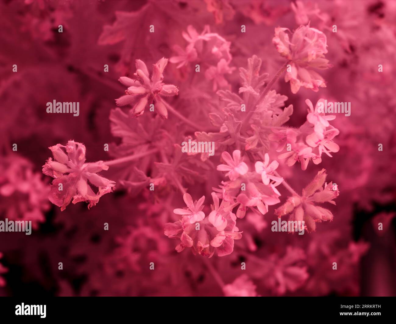 Close up flowering plant portrait of Geranium (lemon plant ...