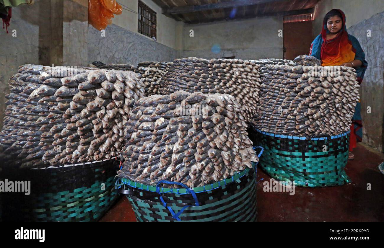 220918 -- CHATTOGRAM, Sept. 18, 2022 -- A woman processes Hilsa fish ...