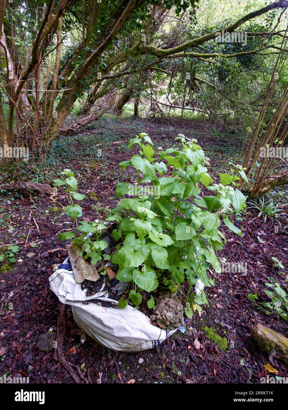 Intimate landscape portrait of the environmentally critical The Surrey ...