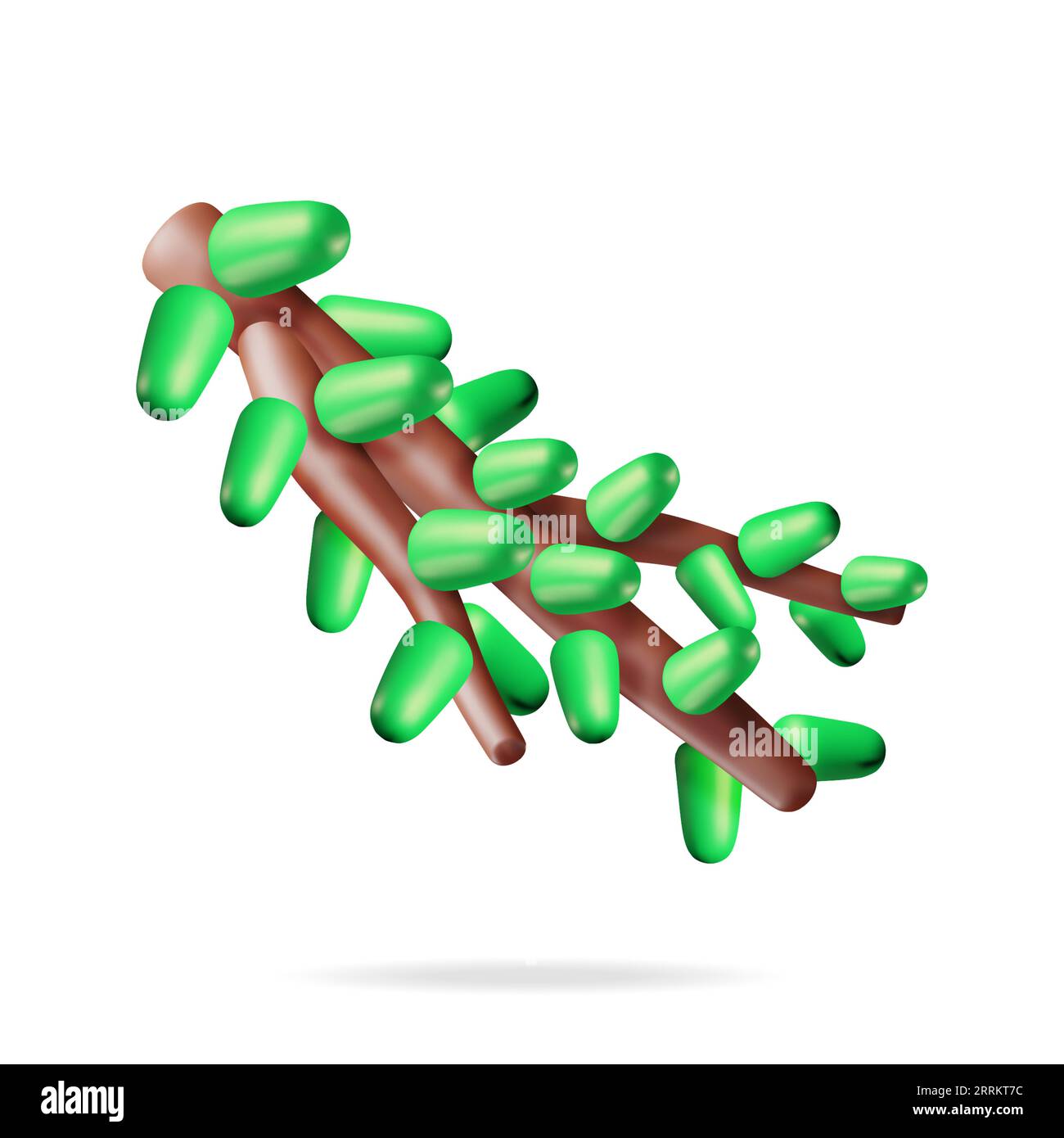 Green pine decoration Stock Vector Images - Alamy