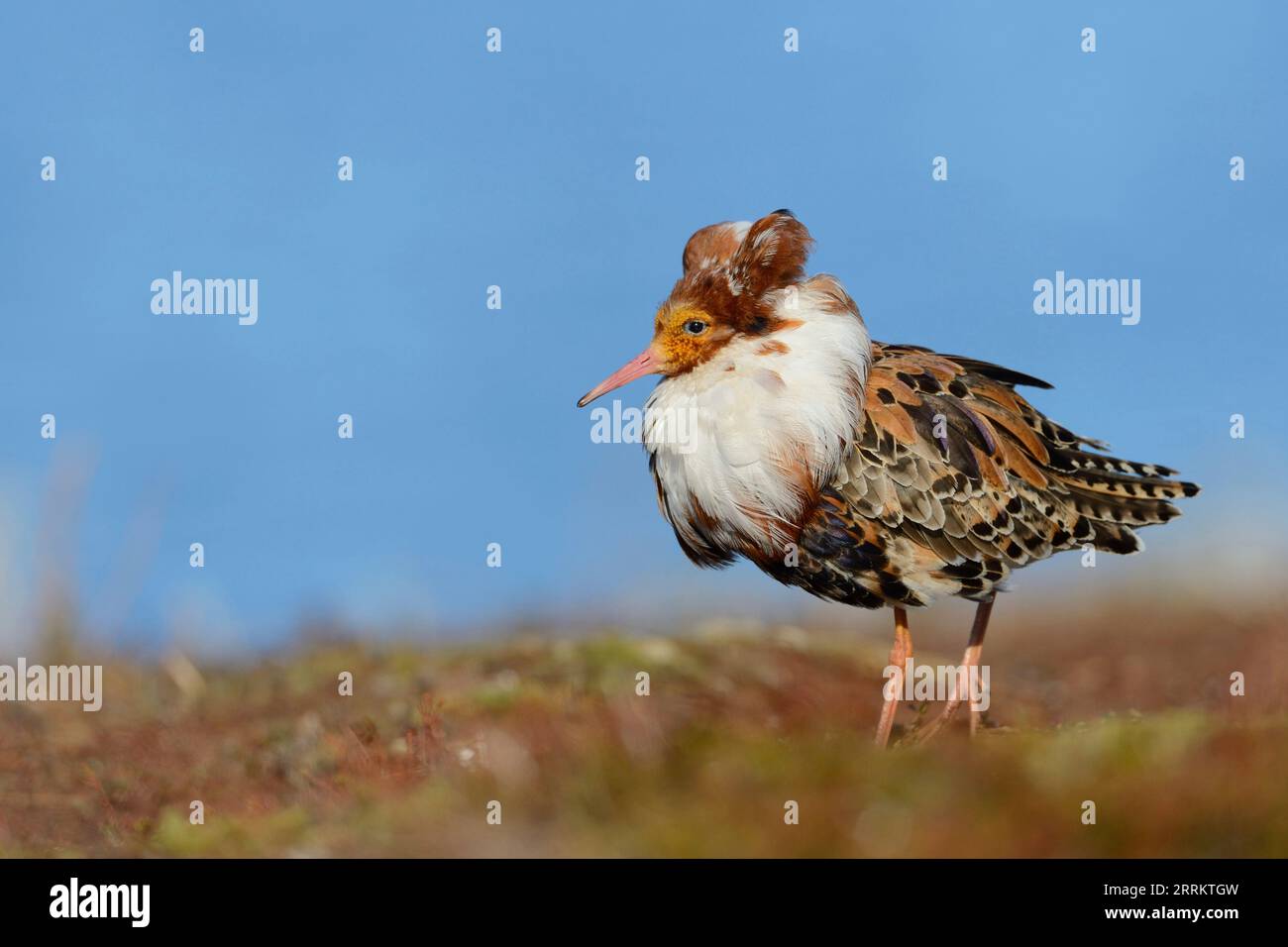 Ruffed Sandpiper male in mating plumage, Varanger Peninsula, Norway ...