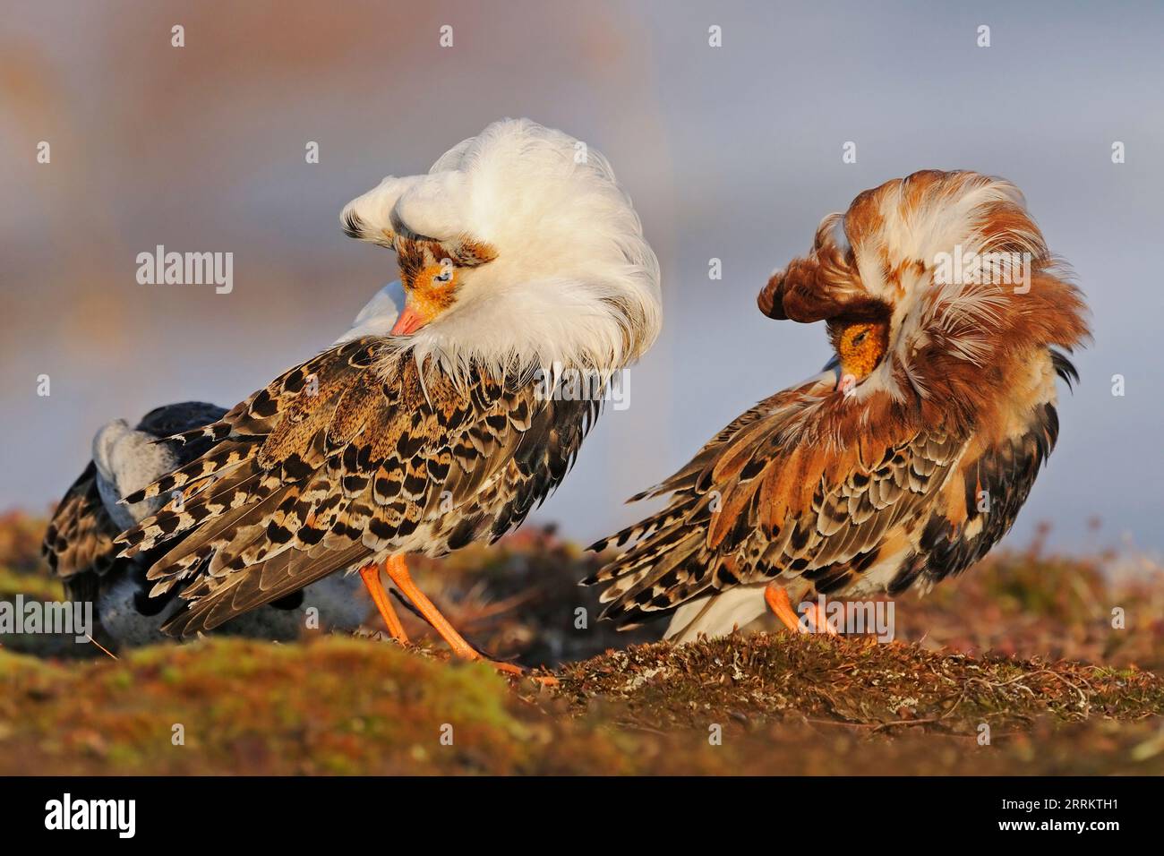 Two male ruffed grouse in mating dress on the mating ground Stock Photo ...