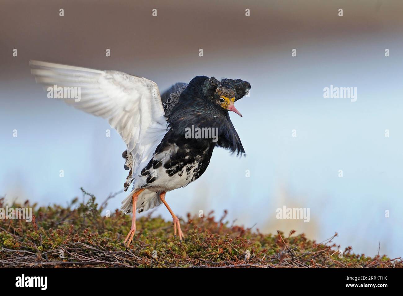 Ruffed sandpiper in mating plumage hi-res stock photography and images ...
