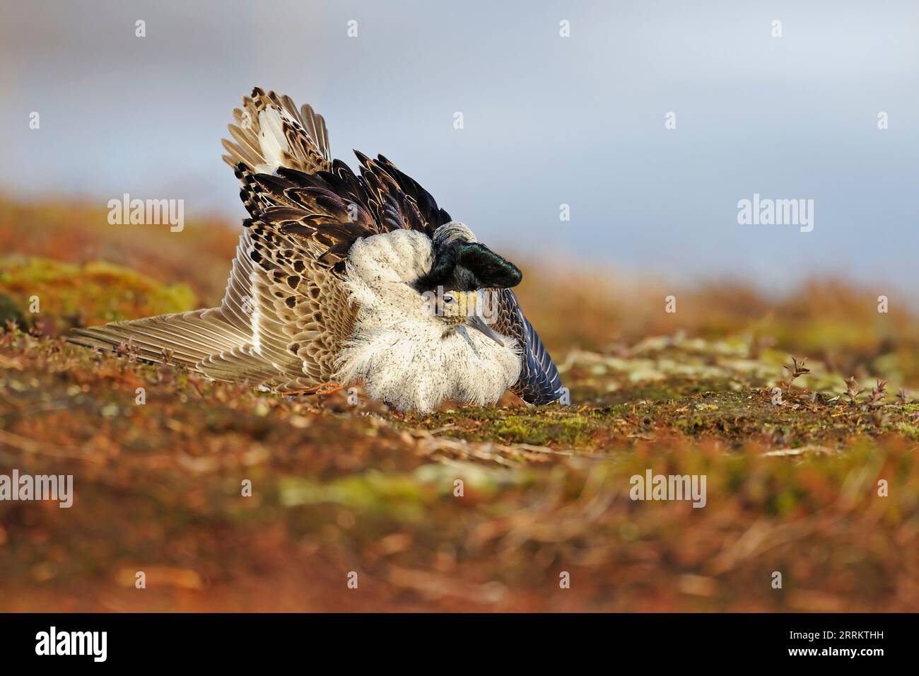 Male in mating hi-res stock photography and images - Alamy