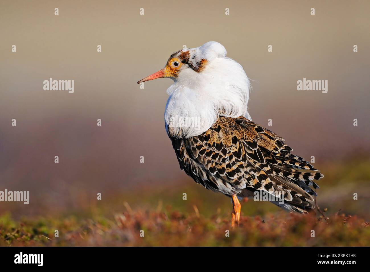 Male in mating hi-res stock photography and images - Alamy