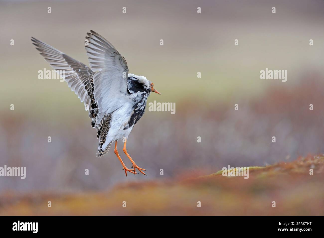 Ruffed sandpiper in mating plumage hi-res stock photography and images ...