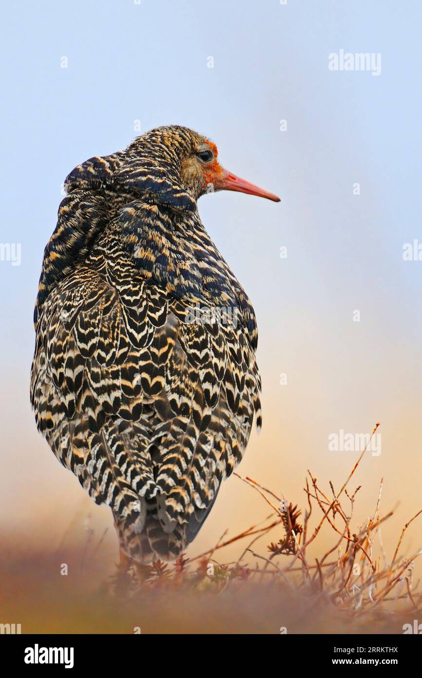Ruffed sandpiper in mating plumage hi-res stock photography and images ...