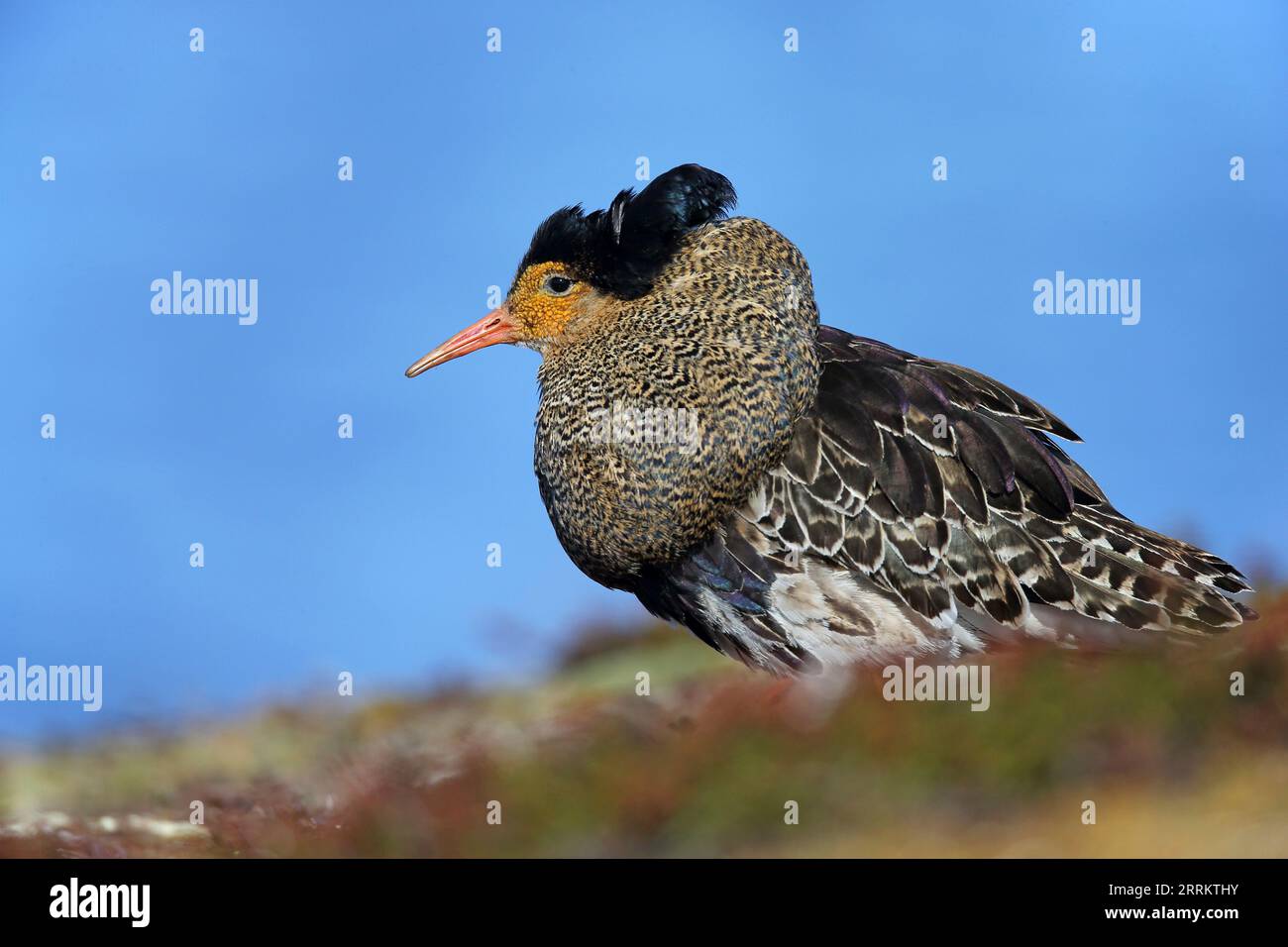 Male in mating hi-res stock photography and images - Alamy