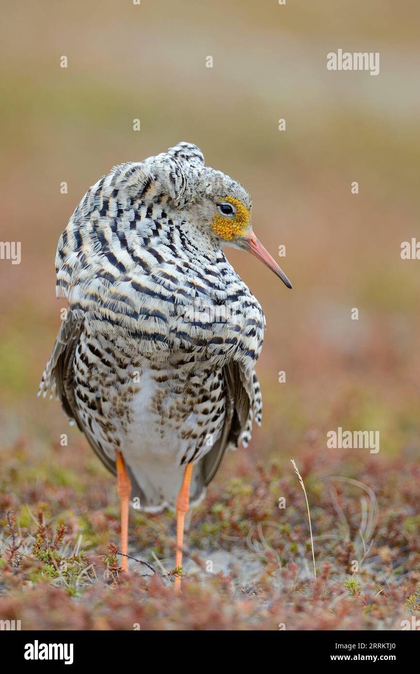Ruffed Sandpiper male in mating plumage, Varanger Peninsula, Norway ...