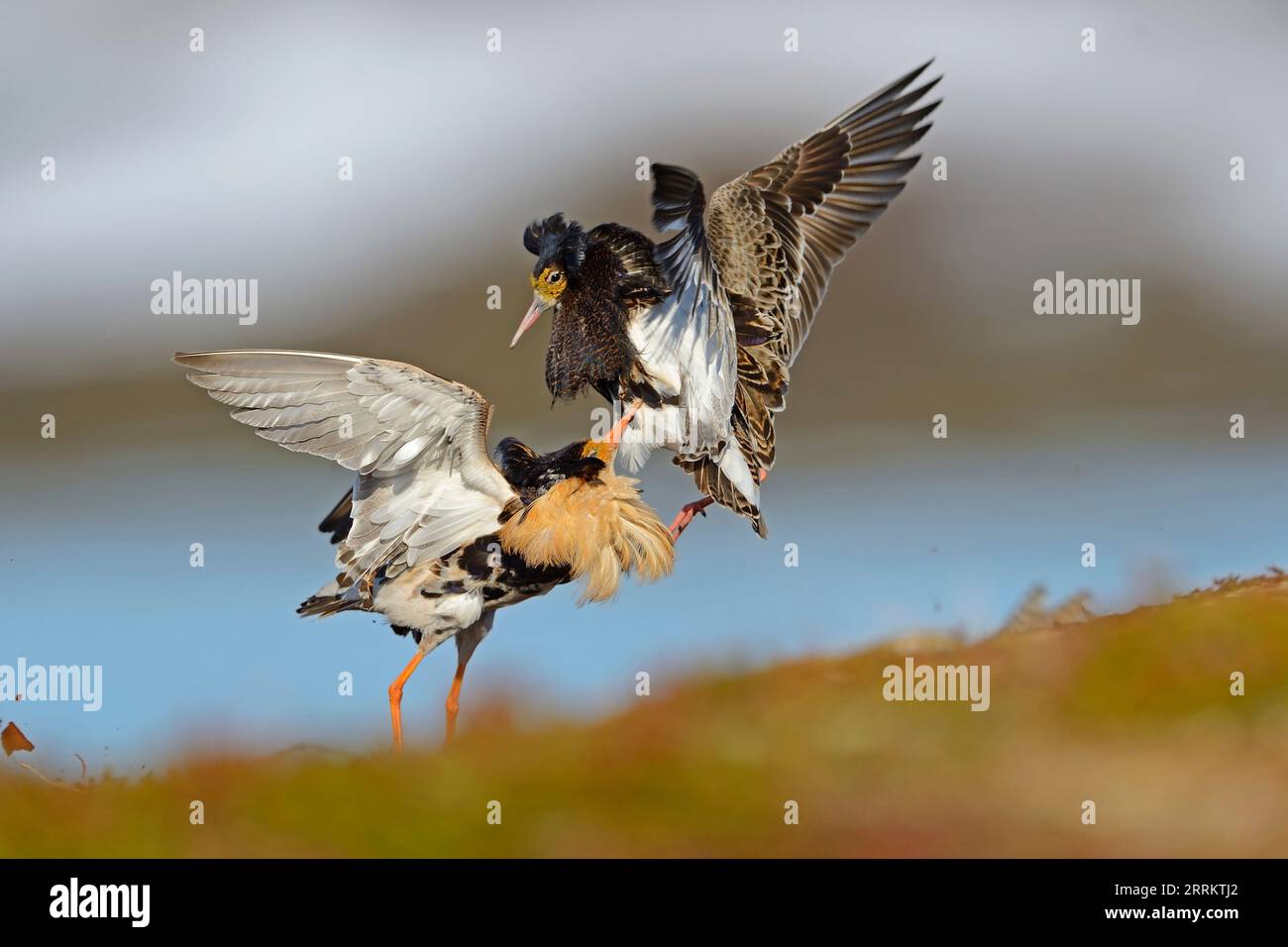 Fighting Ruff (Philomachus pugnax) males on the Varanger Peninsula ...
